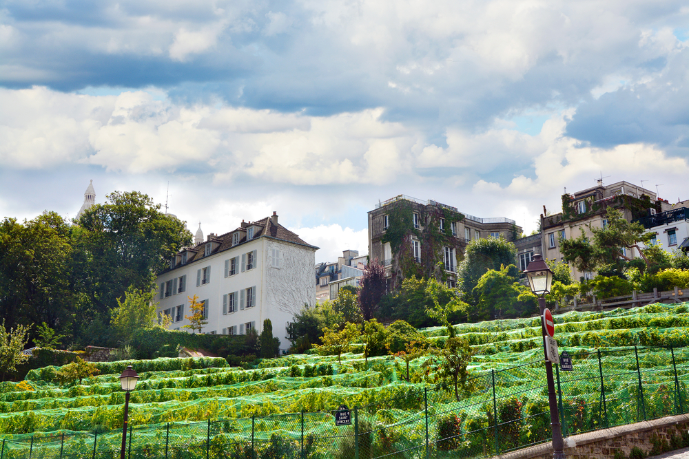 THE VINES OF PARIS | ALOHA - Paris Hostel